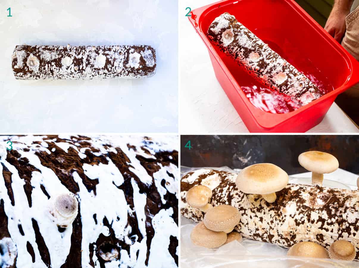 How to grow shiitake mushrooms at home with a kit 🍄